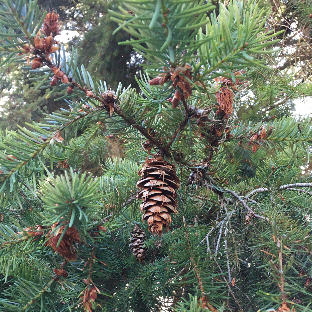 Pacific Northwest Native – The Legend of the Douglas-Fir - Mountain ...