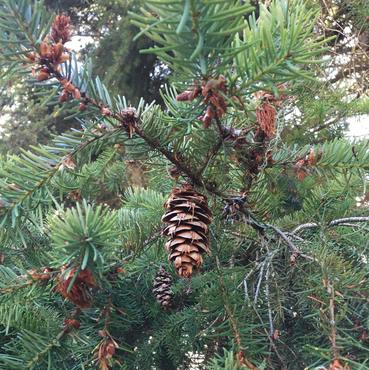 Pacific Northwest Native – The Legend of the Douglas-Fir - Mountain ...